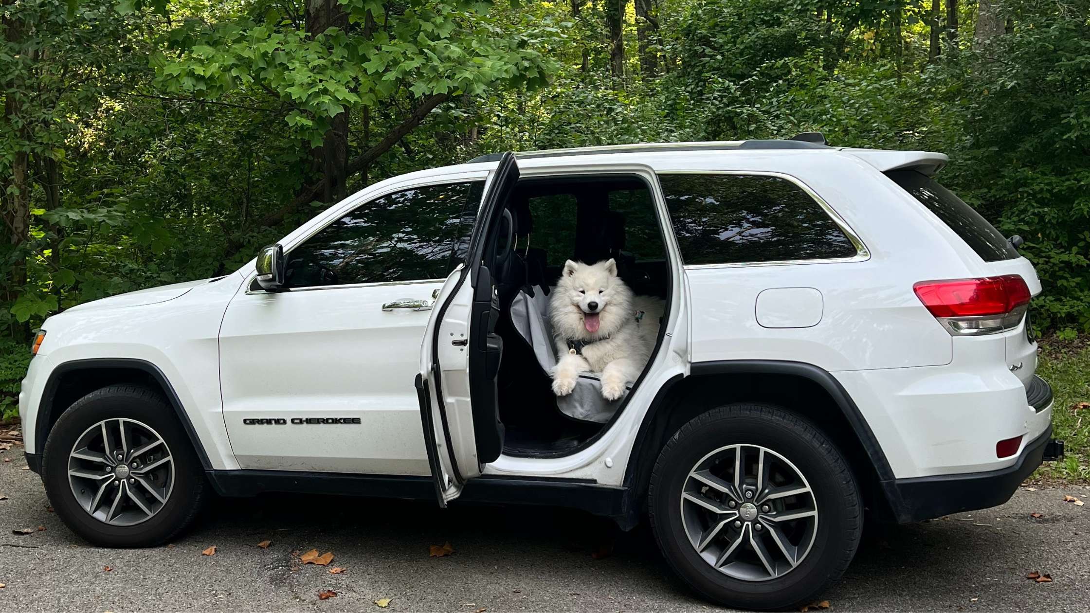 Essential Guide to Choosing SUV Dog Seat Covers for Ultimate Protectio ...