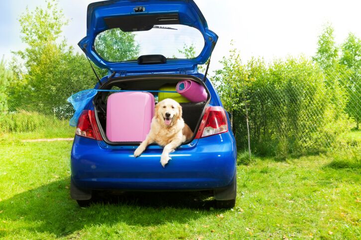 Our 3 Favorite Dog-Friendly Vehicles – 4Knines®