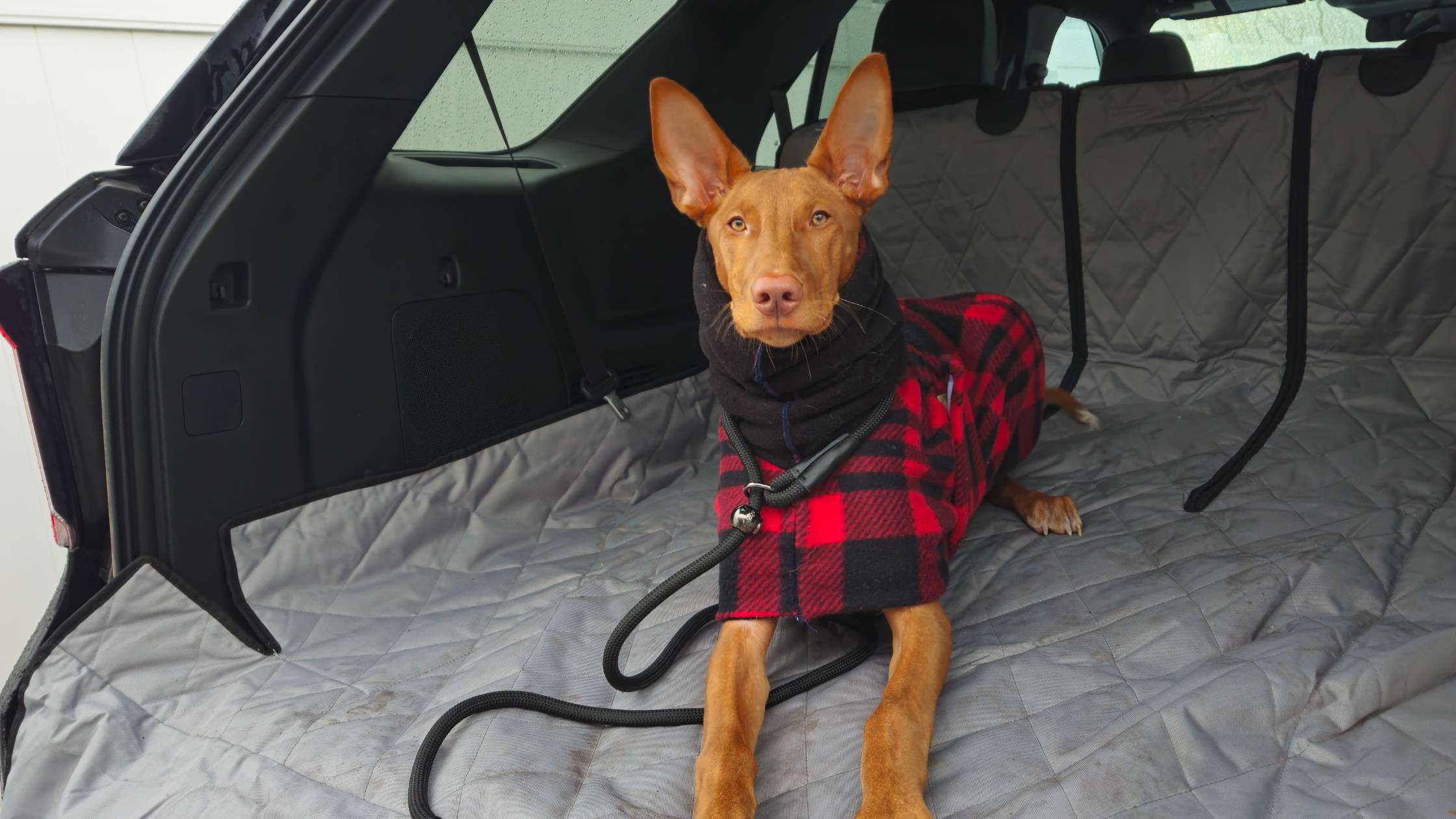 Dog Cargo Liners: Essential Protection for Your Vehicle's Interior ...