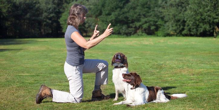 5 Popular Dog Training Methods That Actually Work – 4Knines®